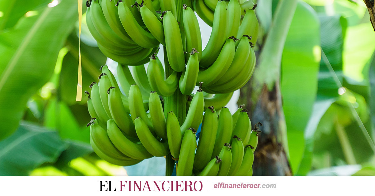 DISAGRO, Bayer y BIOME MAKERS: Un paso importante para el desarrollo de ...