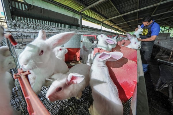 Carnes de conejo, búfalo y cordero conquistan al consumidor de Costa ...