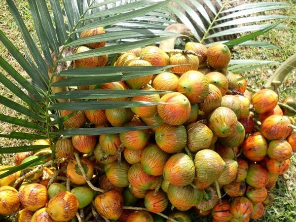 Pejibaye se gradúa como manjar VIP - El Financiero