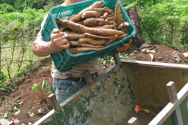Etiqueta - yuca - El Financiero