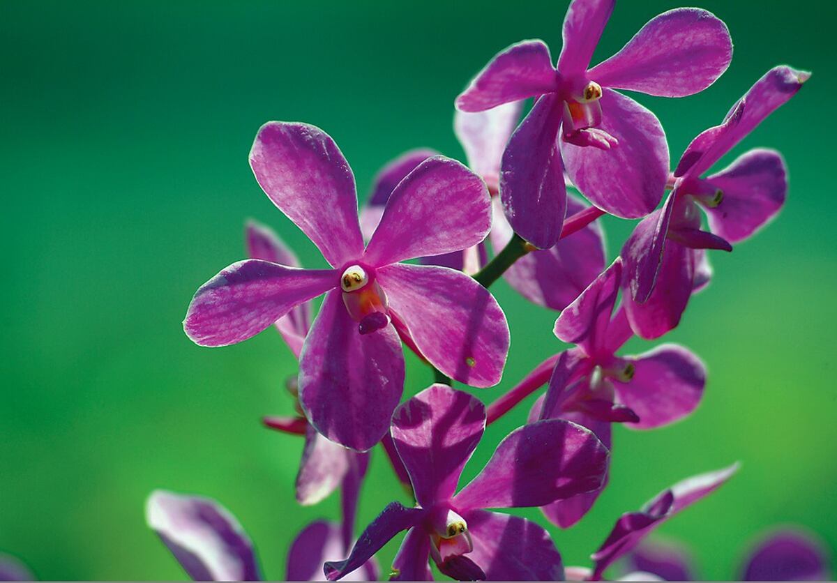 Orquídea es una flor de una planta orquidácea cuyas especies tropicales ...