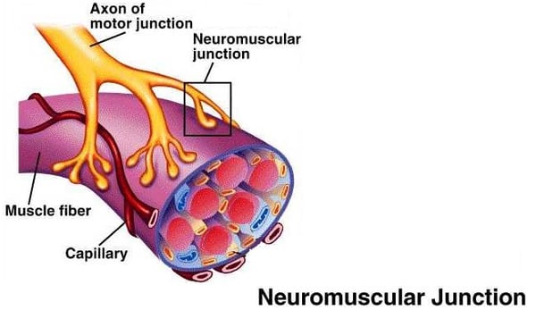 EXCITACIÓN DEL MUSCULO ESQUELÉTICO: Transmisión neuromuscular y ...