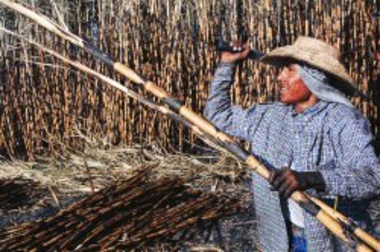 Don Gerardo Araya | El Financiero