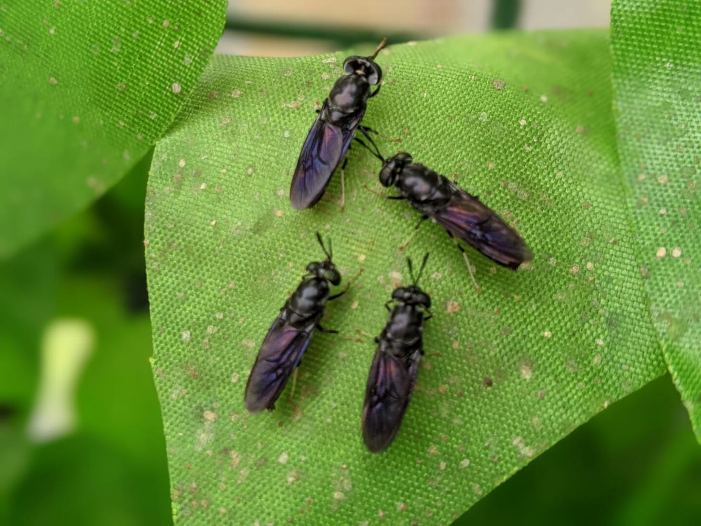 Larvas de mosca, alternativa sostenible de Costa Rica para alimentación ...