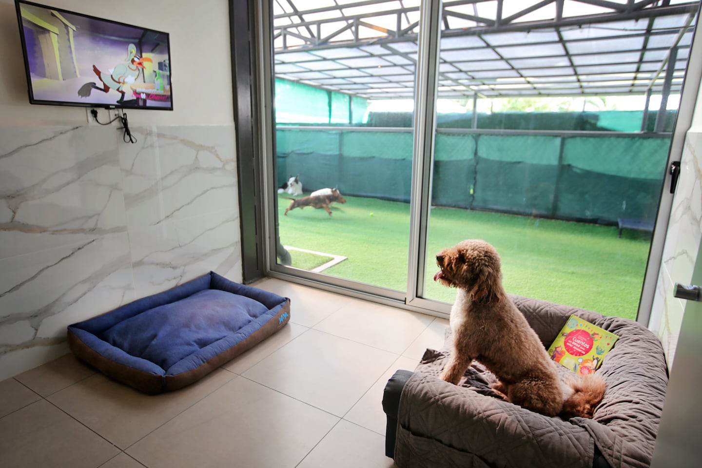 ¿Cuánto cobran los hoteles para perros? Conozca los precios por noche ...